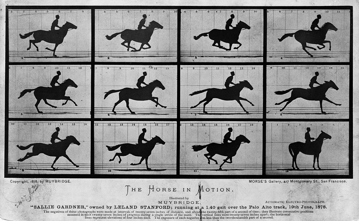 Capturing Animals in Motion – Creature Features: Animal Welfare on Screen